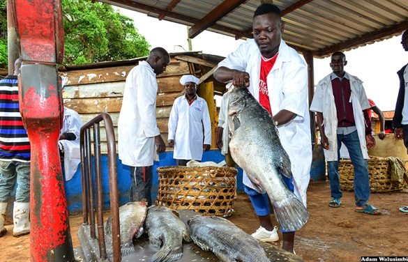 Ugandan fish exporters face new EU regulations effective next year ...